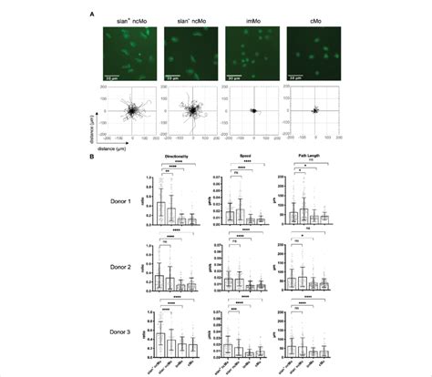 Ic Dependent Haptokinesis Is Monocyte Subset Specific A Upper Download Scientific Diagram
