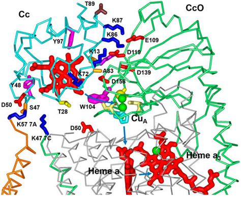 Accelerated Evolution Of Cytochrome C In Higher Primates And Regulation Of The Reaction Between