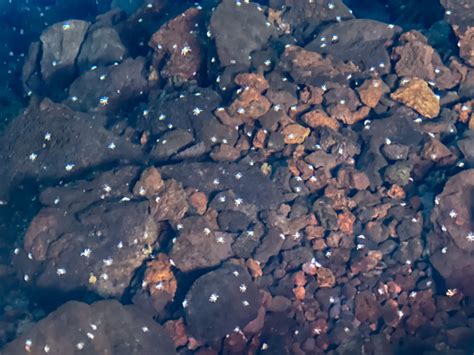 Lanzarote 1610 Jameos Del Agua Kreeftjes In 12 Uur
