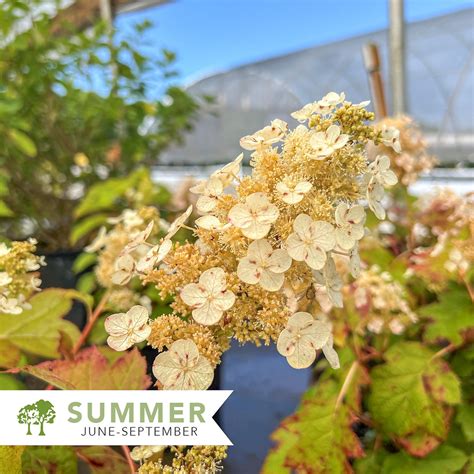 Sikes Dwarf Hydrangea Hydrangea Quercifolia Sikes Dwarf