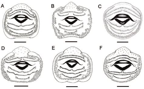 Tadpole Oral Discs Of Pseudis Species A P Bolbodactyla From Flores