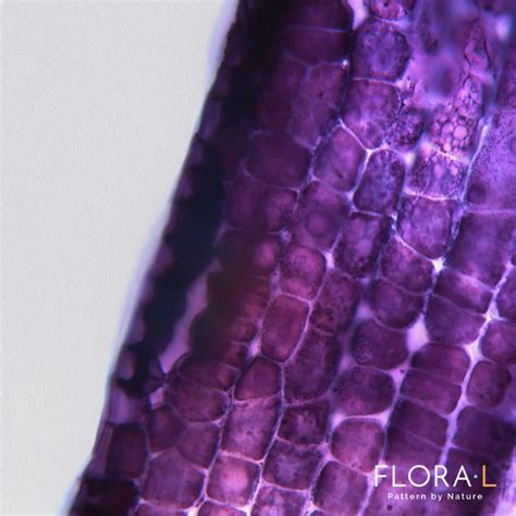 Flax Root Pattern • Discover Flora Ls Plant Microscopy Pattern