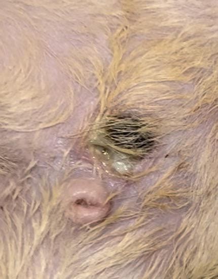 Help Is This A Popped Abscess What Do I Do Rrats