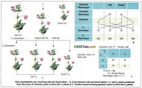 Mendelian Laws Of Inheritance Monohybrid And Dihybrid Inheritance