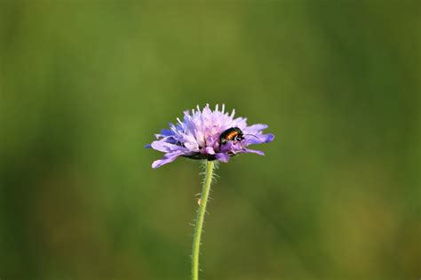 Hijau Bug Pada Bunga Violet Makro Foto Gratis Di Pixabay Pixabay