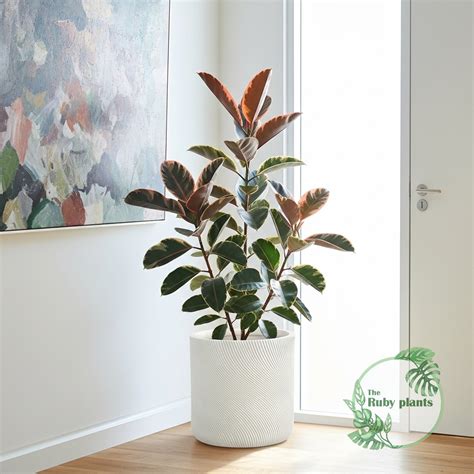 Ficus Elastica Ruby The Ruby Plants