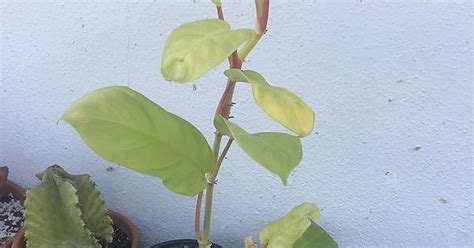 Philo Lemon Album On Imgur