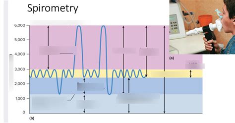 Spirometry Diagram Quizlet