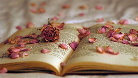 Kumpulan Gambar Bunga Ros Berduri Super Keren Informasi Seputar Tanaman Hias