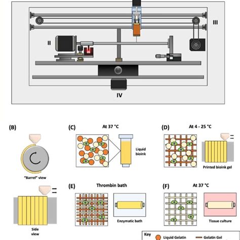Biofabrication Of Tissue Engineered Vascular Constructs Using A Rotary Download Scientific