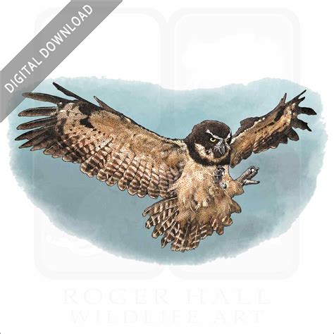 Spectacled Owl Flying