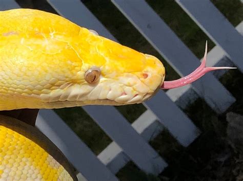 Albino Python