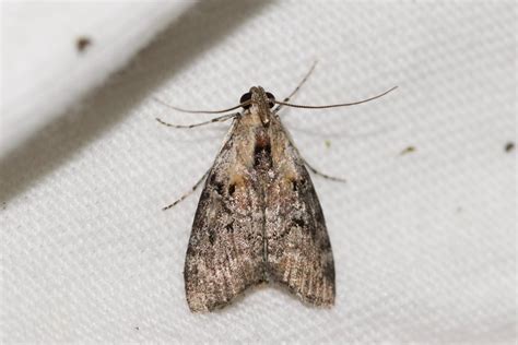 Pococera Expandens Pococera Expandens Picture Insect