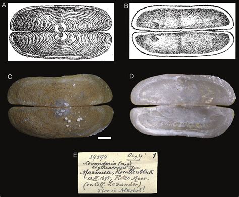 Levanderia Erythraeensis Sturany 1905 Massaua Eritrea A B