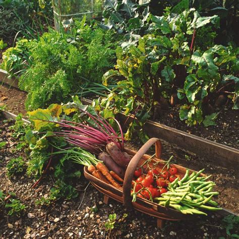 Easiest Vegetables To Grow For Anyone New To Gardening Ideal Home