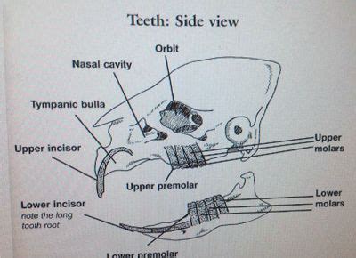 Guinea Pig Teeth Anatomy Hasma