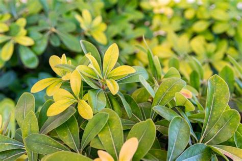 Şeflera Bitkisi Bakımı İpuçları Ve Öneriler