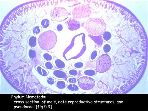Ppt Pseudocoelomates Powerpoint Presentation Free Download Id9579515