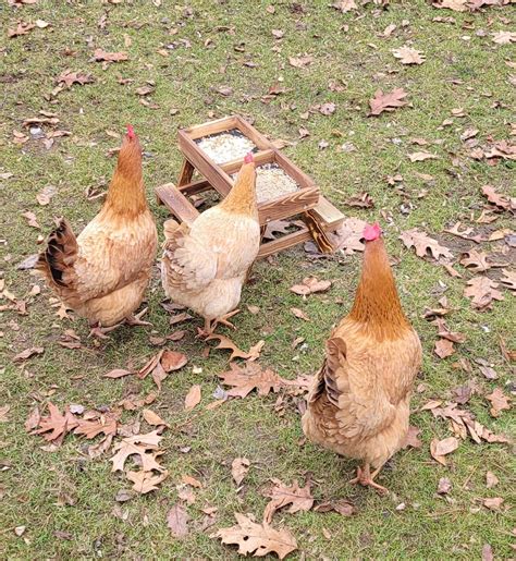 Just Got The Girls A Chickanic Table R Backyardchickens