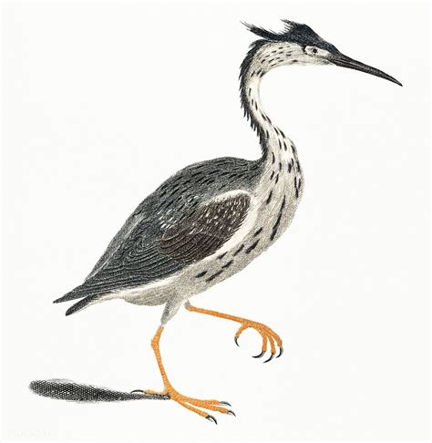 Download Premium Psd Image Of A Heron By Johan Teyler 1648 1709 Original From Rijks Museum