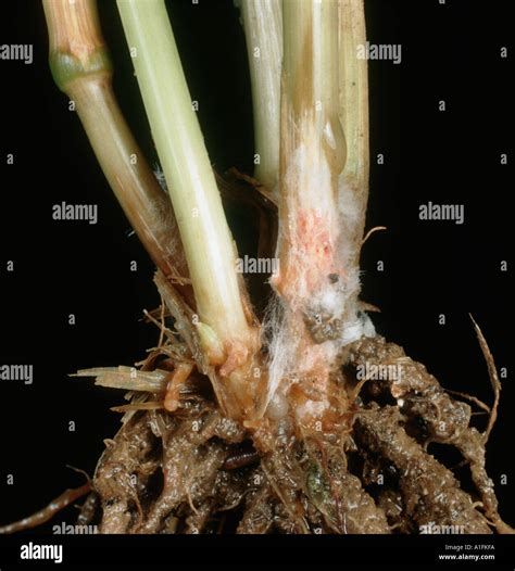 Fusarium Spp