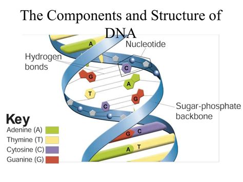 Ppt 121 Dna Powerpoint Presentation Free Download Id2886878