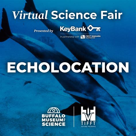Echolocation Buffalo Museum Of Science