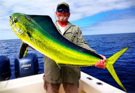 Mahi Mahi Alchetron The Free Social Encyclopedia