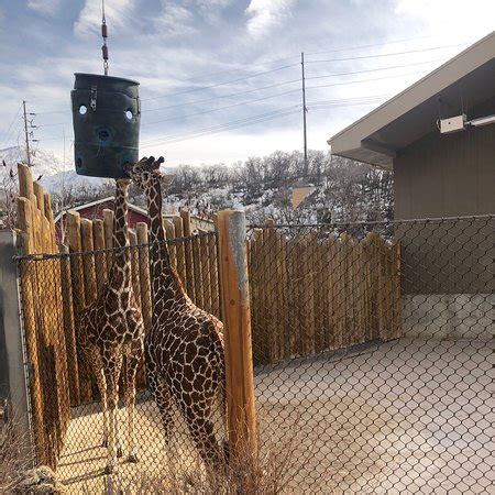 Utahs Hogle Zoo Salt Lake City 2020 Alles Wat U Moet Weten Voordat