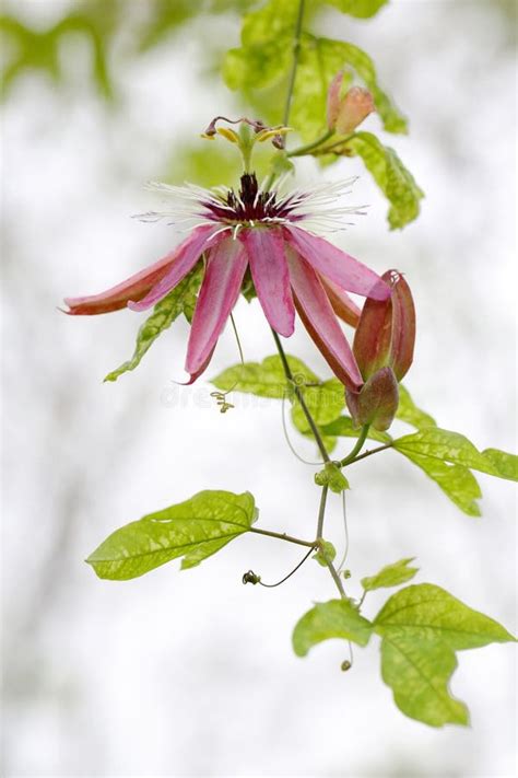 The Flower And Bud Of Passiflora Caerulea Stock Image Image Of Garden