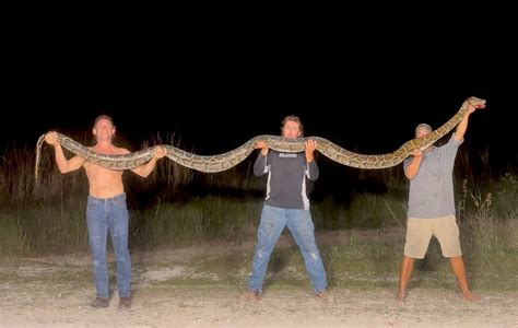 Burmese Python Caught In Florida Everglades Is It Largest Ever