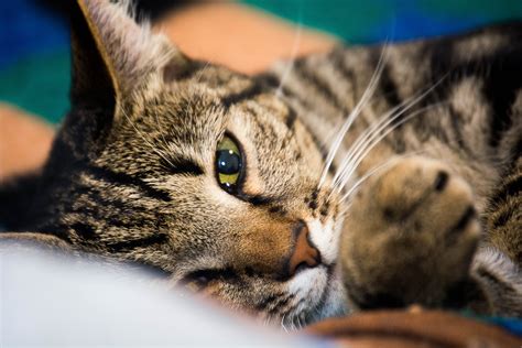 Cat Beautiful Play Free Image Download