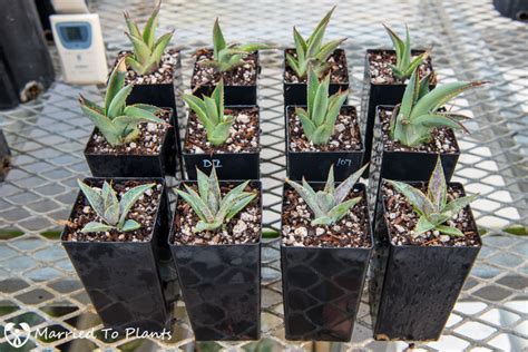 Agave Propagation From Bulbils Agave Agave Blue Glow Propagating Plants