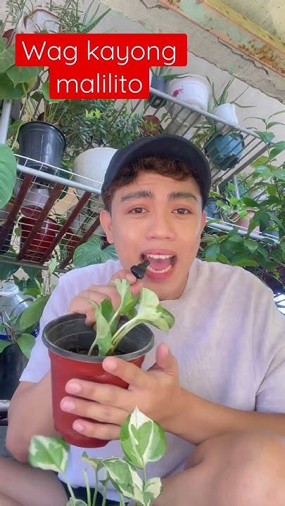 Walang Malilito Youtube