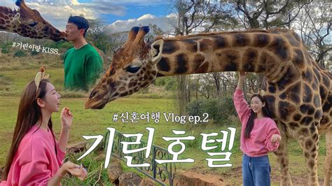 Vlog Ep2 기린이랑 뽀뽀 가능 L 아프리카 케냐 신혼여행 L 기린 호텔 입성 L 마사이마라 사파리로 출발 L 고기 종류 별 맛보기 소 부x 까지