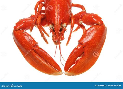 Lobster Head And Claws Stock Image Image Of Isolated 9733863