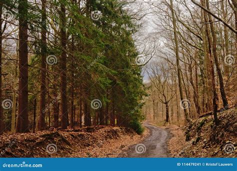 Road Through A Sunny Forest With Pine And Bare Decidous Trees In The