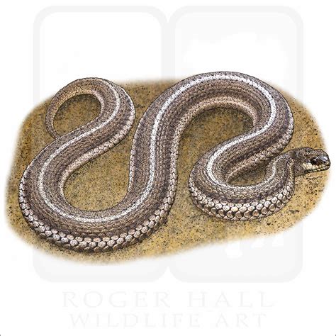 Lined Snake Signed Fine Art Print