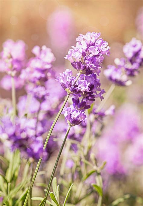 Lavender Flower Close Up