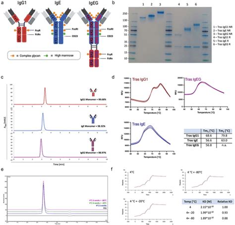 Full Article Hybrid Ige Igg1 Antibodies Igeg A New Antibody Class