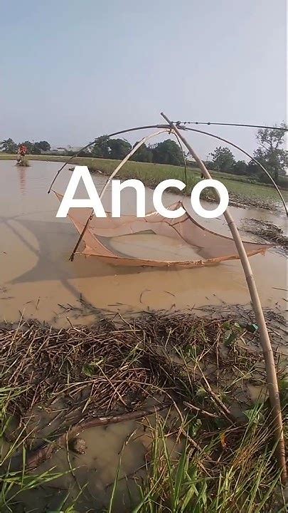 Ngangkat Anco Hasilnya Udangmancingseruancoteknikjaring Youtube