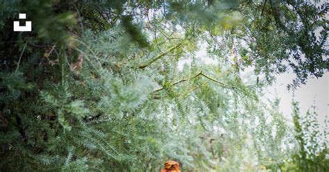 낮에는 푸른 잔디 사이의 비포장 도로를 걷고 있는 흰 셔츠를 입은 남자 사진 Unsplash의 무료 나무 이미지