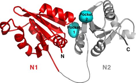 Structural Basis Of Bacterial Spore Germination Ber Structural