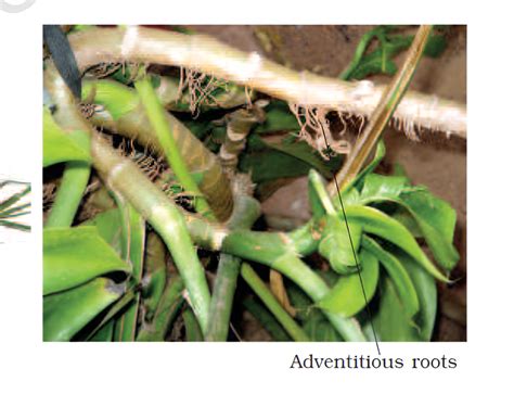 Ncert Solutions Class 6 Science Getting To Know Plants