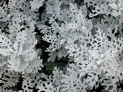 Cineraria Senecio Silver Leaf For Gardens Gardeners Tips