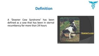 Downer Cow Syndrome Pptx