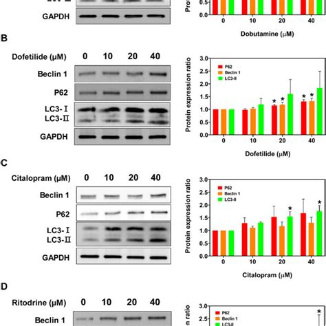 The Autophagy Related Protein Levels Of Lc3 I Lc3 Ii Beclin 1 And