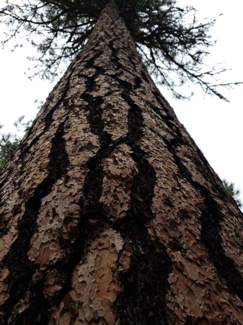 Ponderosa Pine Key Characteristics For The Love Of Trees Llc