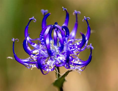 Discover 7 Powerful Herbs For Sciatica Relief