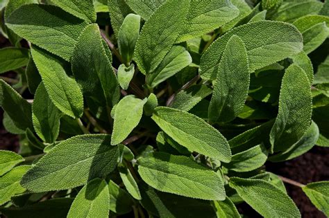 300 000 Free Sage Plant And Sage Images Pixabay